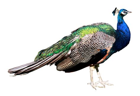 Download Peacock Png Image For Free