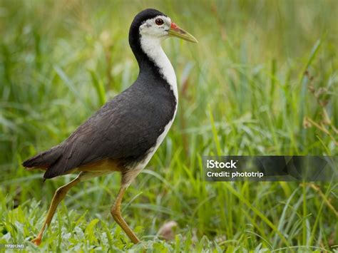 흰 가슴 워터헨 레일과 크레이크 가족의 아마우로니스 페니큐어스 물새 널리 남아시아와 동남 아시아에 걸쳐 분포 흰색 얼굴 유방과 배와 어두운 슬레이트 조류 갈색에 대한 스톡
