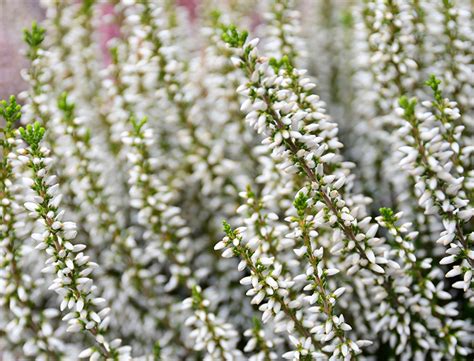 Calluna Vulgaris Guide How To Grow And Care For “scotch Heather