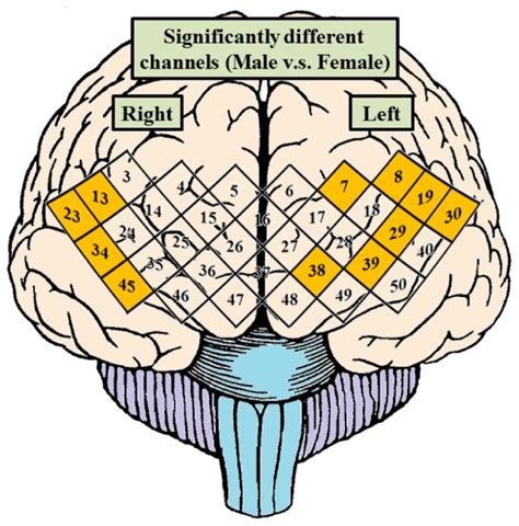 Gender Related Effects Of Prefrontal Cortex Connectivity A Resting State Functional Optical
