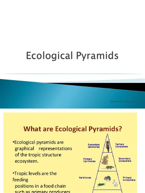 Ecological Pyramids Pdf