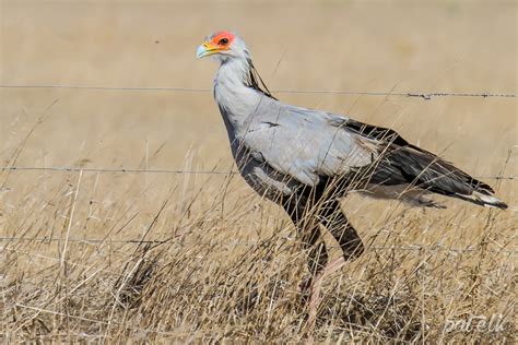 Wildlife Den South African Wildlife Photography Secretarybird