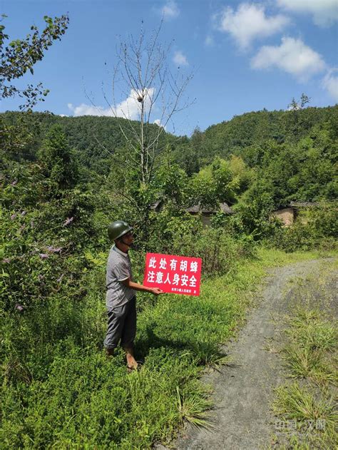 双河口镇多举措筑牢胡蜂防治安全屏障 汉阴县人民政府
