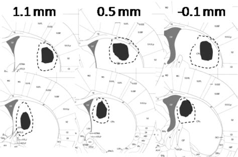 The Sensorimotor Striatum Is Necessary For Serial Order Learning Journal Of Neuroscience