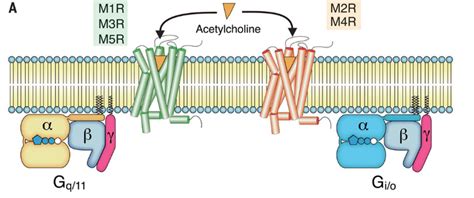 胆碱能受体的分布，并向大家虚心请教一个问题 知乎