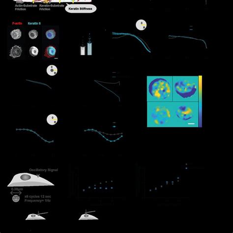 The Laminin Integrin β4 Keratin Link Regulates Cytoskeletal Dynamics Download Scientific