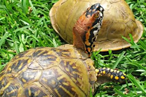 Turtle Shell Rot How To Treat Your Pet Turtle At Home
