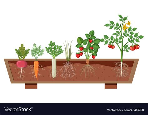 Set Of Different Plant Roots Growing In Soil Vector Image