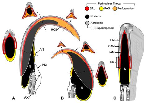 Core Histones Are Constituents Of The Perinuclear Theca Of Murid