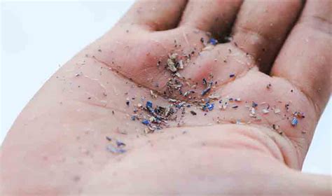 Microplásticos Encontrados Em Testículos Humanos Impactam A Saúde E O