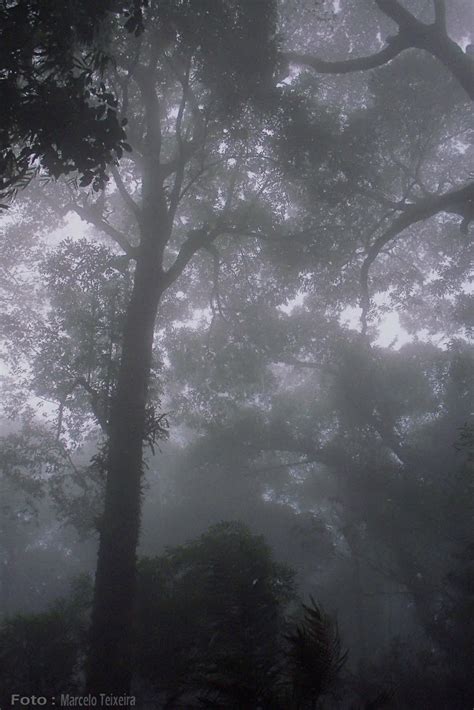 Fotografia Floresta Sombria