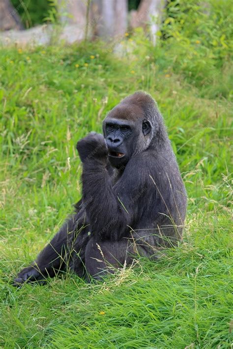 Premium Photo Cross River Majesty Discovering The World Of Endangered