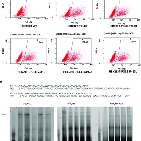 Pole Edms Induced G0g1 Cell Cycle Arrest In Endometrial Cancer Cells