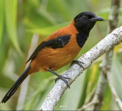 Pitohui Encapuzado 6 Fatos Sobre O Pássaro Venenoso Mega Curioso