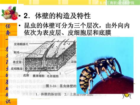 1 1a昆虫的身体构造及功能word文档在线阅读与下载无忧文档
