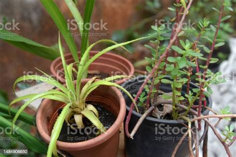 뎅기열 치쿤구냐 질병 말라리아 지카 바이러스의 증식의 서있는 물 장소가있는 그릇 화분 원예용품에 대한 스톡 사진 및 기타 이미지 화분 원예용품 수리 지카 바이러스