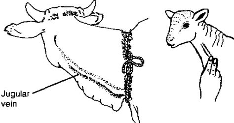 Intravenous Injection In Cattle