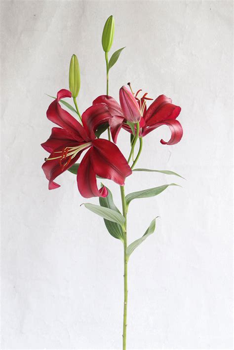 Red Ot Lilies Colombia Direct