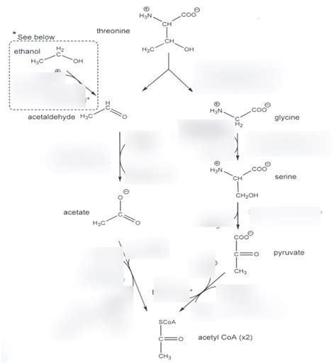 Diagram Of Amino Acid Degradation Pathway A The Gly Ser Quizlet
