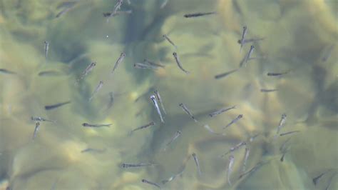 河流筑坝造成的温度扰动可能使得鱼类减少产卵 Yicode