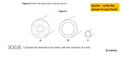 Heart And Circulation Gcse Worksheet And Presentation Teaching Resources