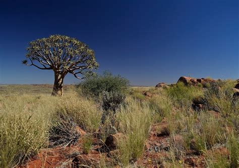 10 Cracking Facts About The Kalahari Desert Fact City