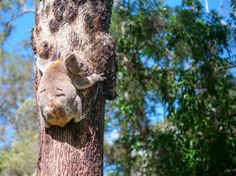Milestone Reached In Key Koala Conservation Project Cr Sarah Hutton