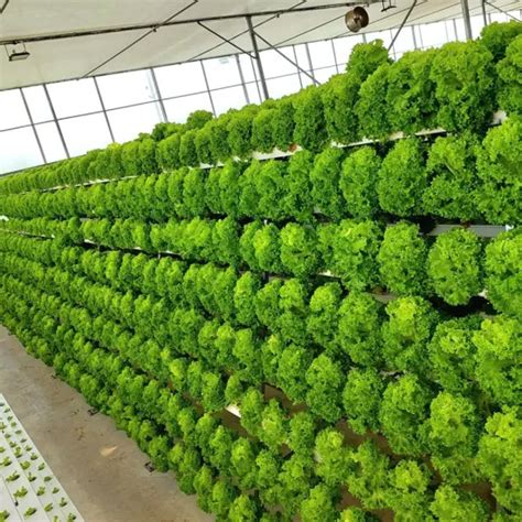 Pvc Hydroponic Pipe System Tube Hydroponics Nft System Best Nft