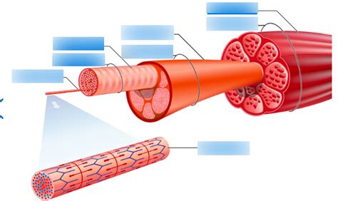 Diagram Of Muscle Histology Quizlet