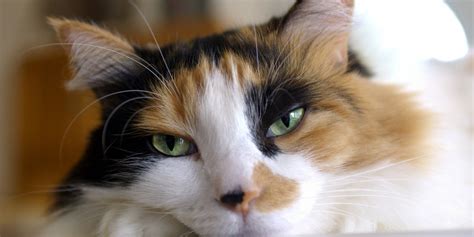 What Calico Cats Can Teach Us About Obesity Huffpost