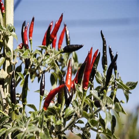 100 Black Chili Pepper Hot Vegetable Seeds Jspseeds
