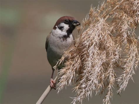 Tree Sparrow Birdforum