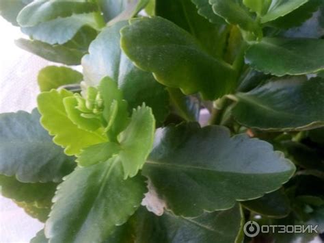 Отзыв о Комнатный цветок Каланхоэ Блоссфельда Радует осенним цветением но придется немного