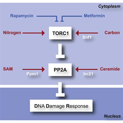 Pp2a Controls Genome Integrity By Integrating Nutrient Sensing And Metabolic Pathways With The