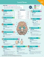 Understanding Cranial Nerves Functions And Tests For Course Hero
