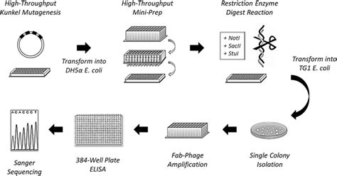 Overview Of High Throughput Synthesis Of De Novo Ab Clones Four Download Scientific Diagram