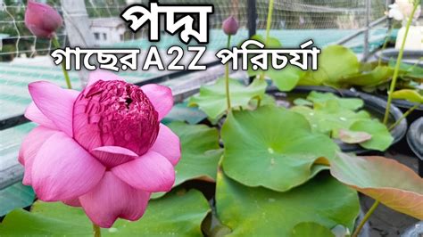 আর কোন প্রশ্ন থাকবে না পদ্ম গাছ নিয়ে সম্পূর্ণ পরিচর্যা খুব সহজ ভাবে ।। Lotusplants Lotusflower