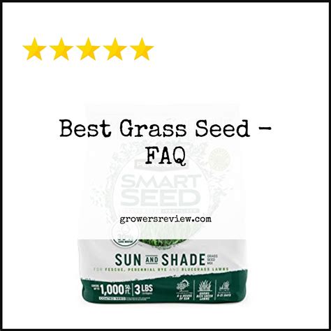 Best Grass Seed Buying Guide And Review