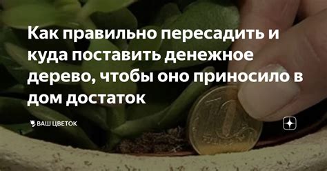 Как правильно пересадить и куда поставить денежное дерево чтобы оно приносило в дом достаток