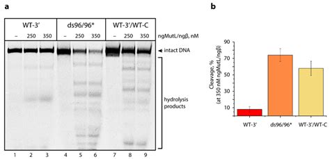 The Ngmutl Induced Hydrolysis Of The Wt 3′ Htert G4 Ds9696 And
