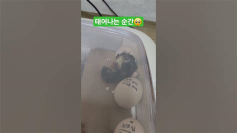 병아리가 태어나는 순간 Youtube