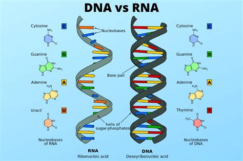 DNA Vs RNA Similarities And Differences Cells Worksheet Dna Sequence Dna