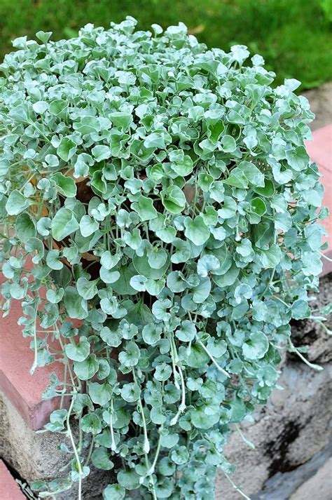 Dichondra Grass Problems