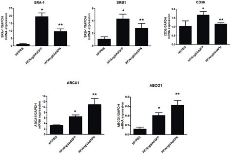 Adiponectin Expression Inhibits Scavenger Receptor Gene Expression And Download Scientific