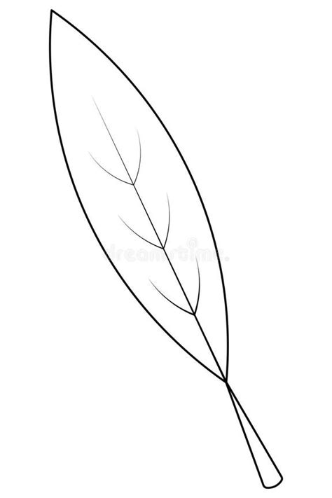 Pointed Leaf Elongated Part Of A Tree With Veins Sketch Vector