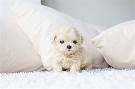 강아지분양 퍼피당 안산 말티푸분양 몽땅