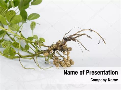Showing Groundnut Plants Roots Groundnuts Powerpoint Template Showing Groundnut Plants Roots