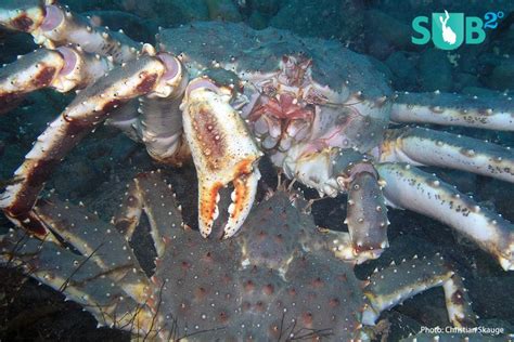 King Crabs Underwater