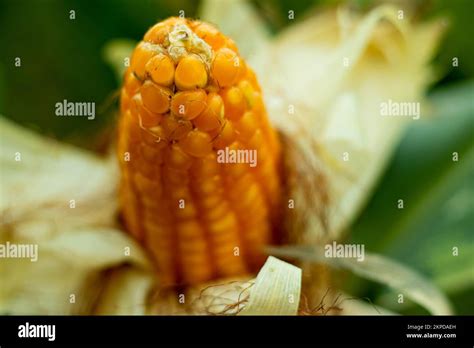 Maize Is An Economically Important Plant Maize Is A Heavy Feeder Of Nutrients Hence It