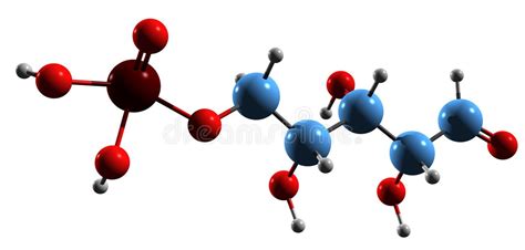 Pathway Intermediate Stock Illustrations 592 Pathway Intermediate